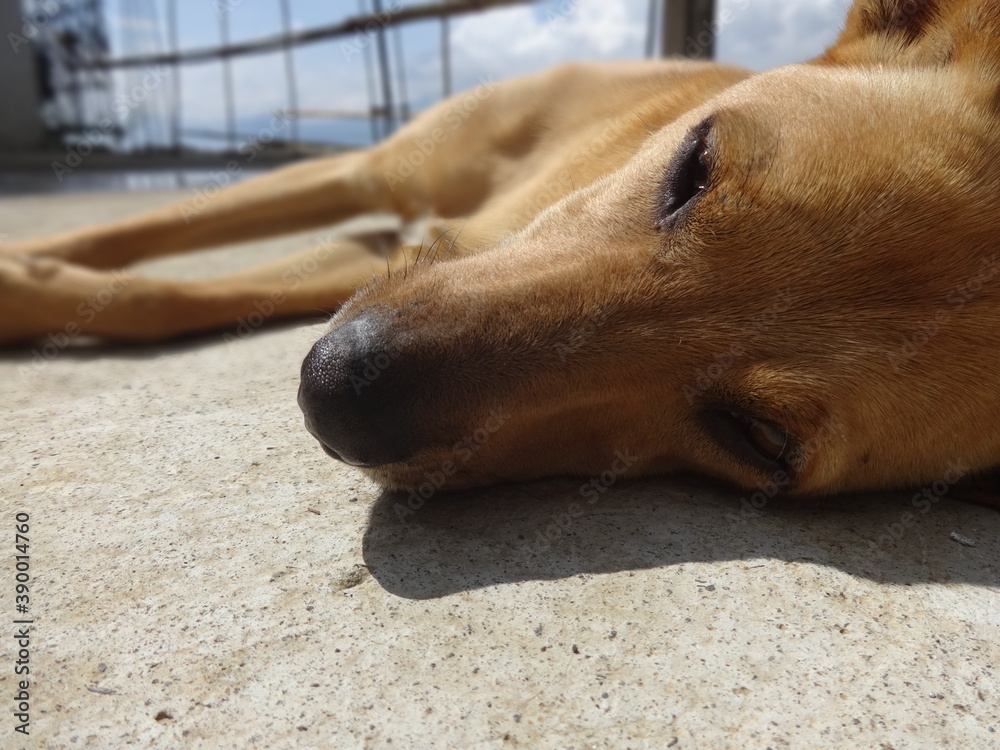 Foto de Perro En Azotea o Terraza de San Marcos La Laguna, Sololá ...