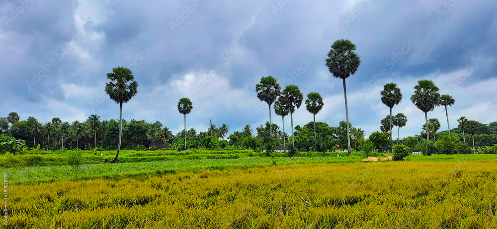 The palmyra palm has long been one of the most important trees of ...
