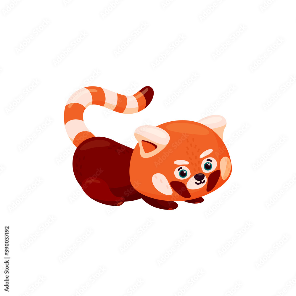 Red panda lying on the ground. Curious baby red panda isolated in white ...