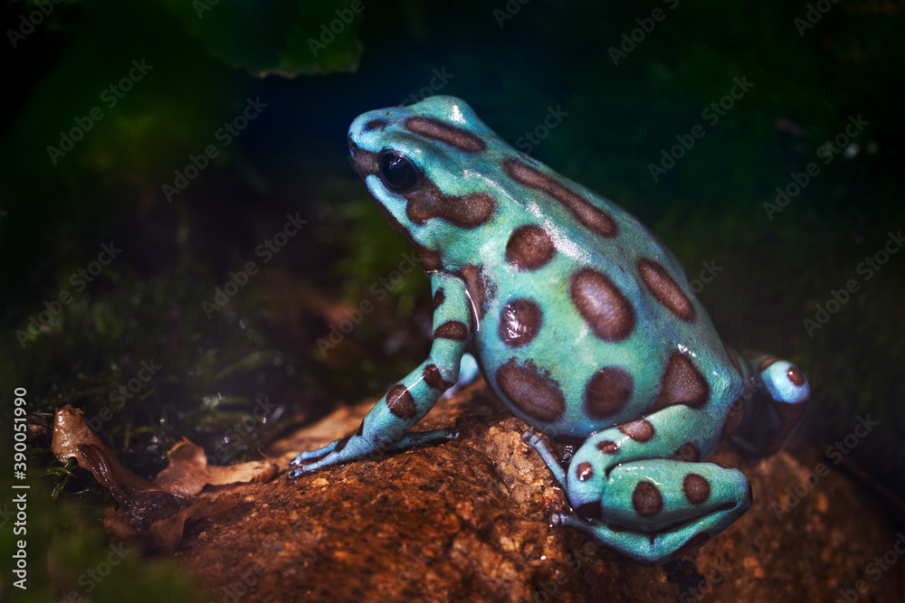 Dendrobates auratus "Microspot", in nature habitat. Green Black Poison ...