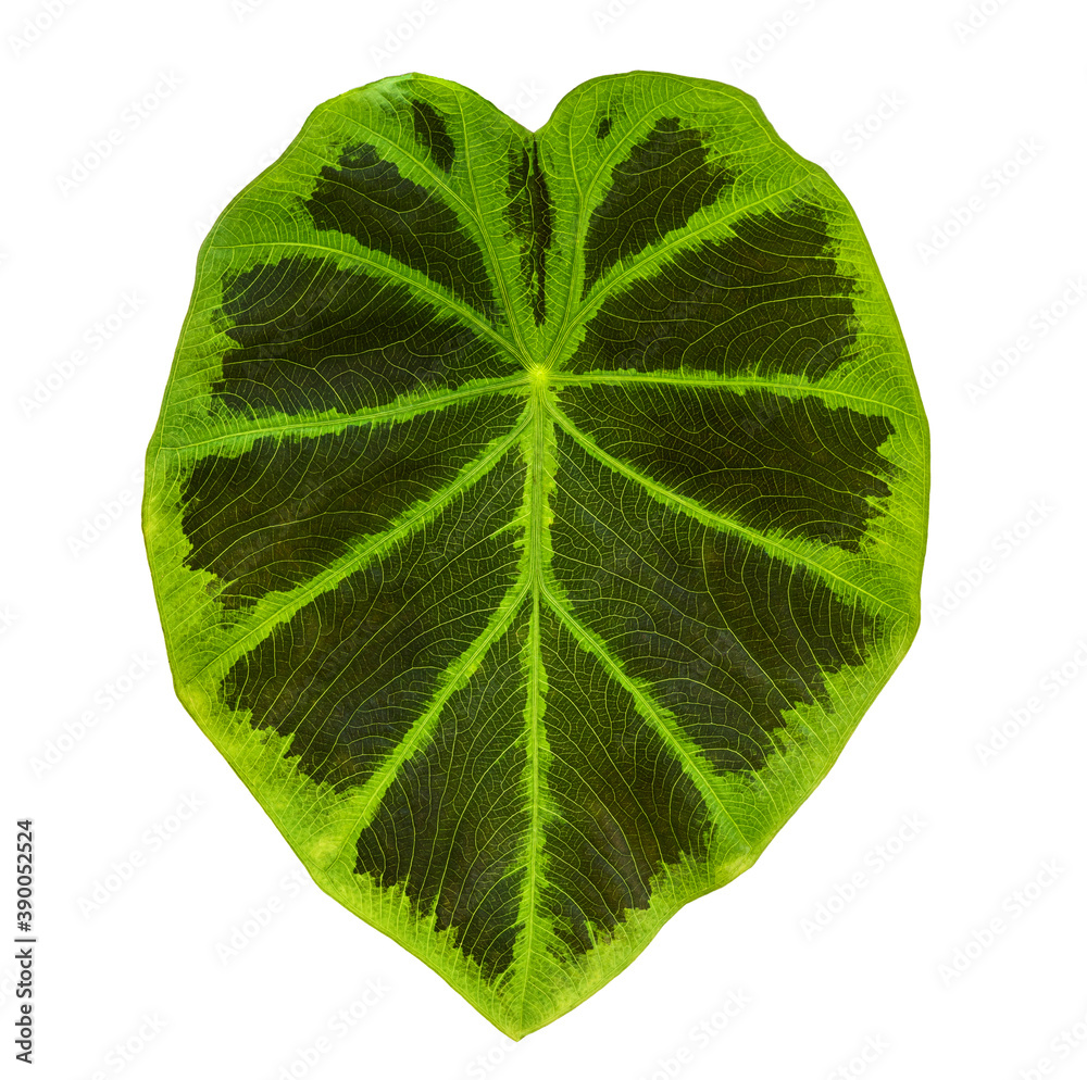 Colocasia affinis leaf, Colocasia foliage, Exotic tropical leaf ...