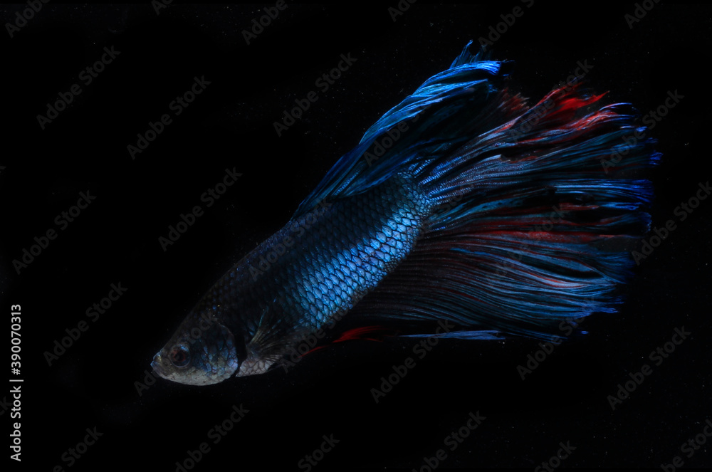 Beautiful Blue Giant Half Moon Betta fish, at Black background Stock ...