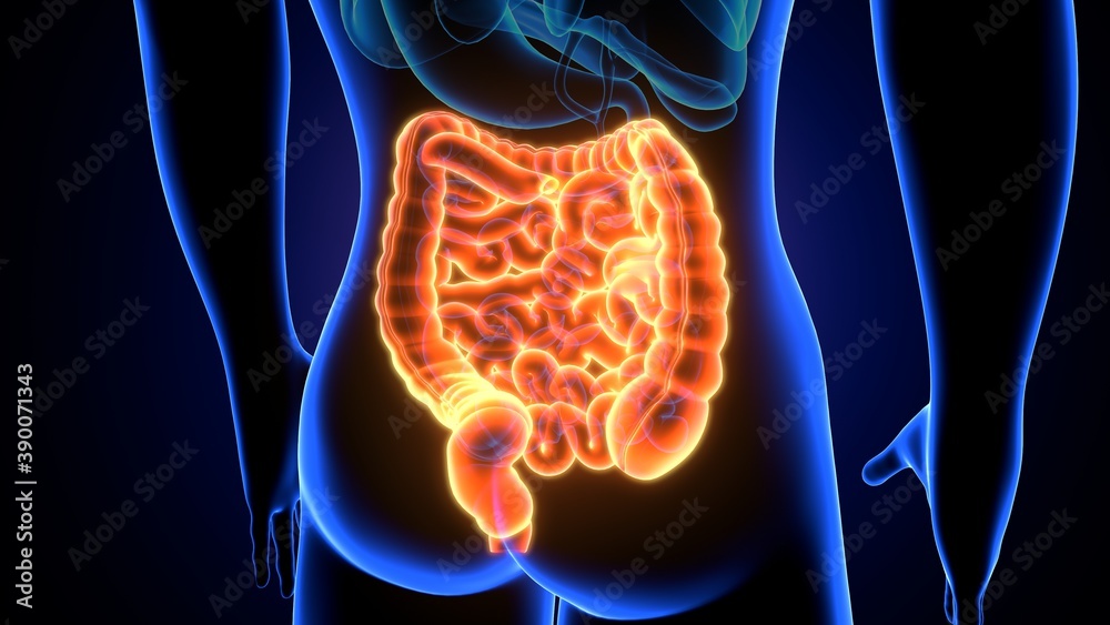 small and large Intestine 3d illustration human digestive system ...