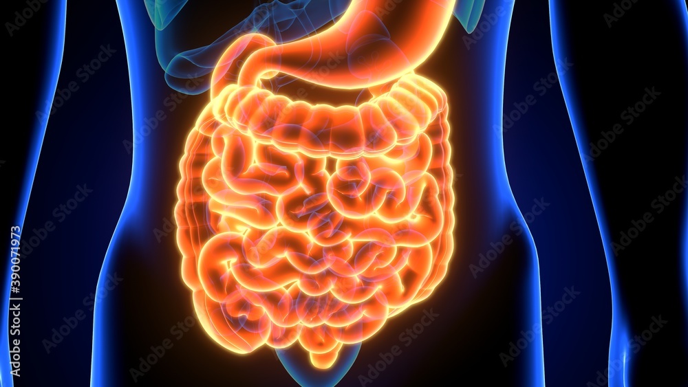 3d illustration of human digestive system anatomy Stock Illustration ...