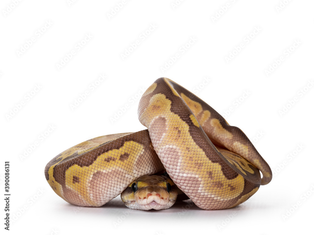 Defensive curled up Lesser Pastel Ballpython aka Python Regius ...
