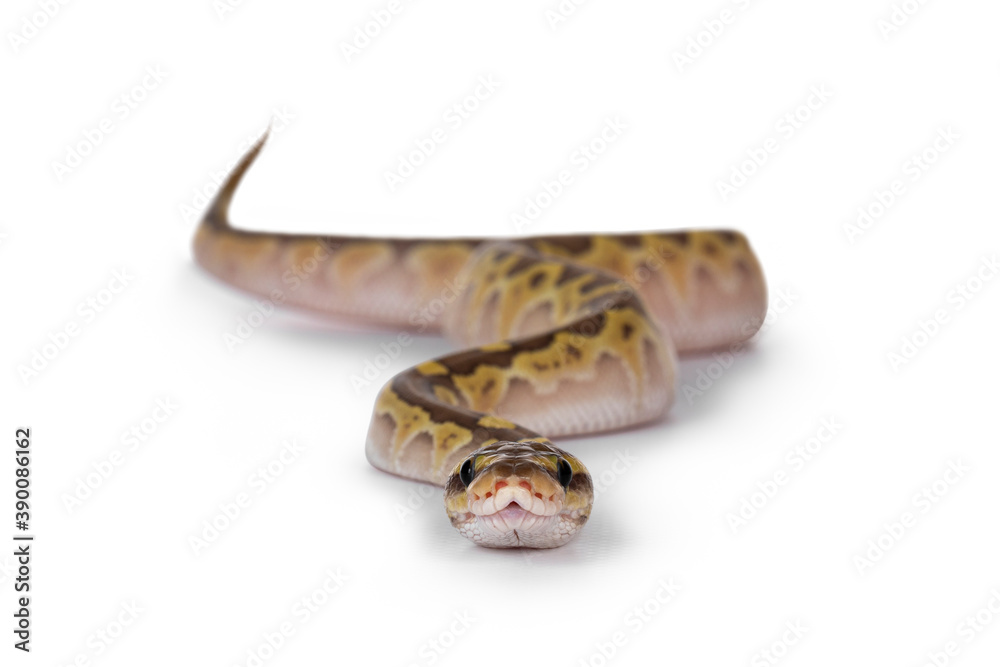 Baby female Lesser Pastel Ballpython aka Python Regius, isolated on ...