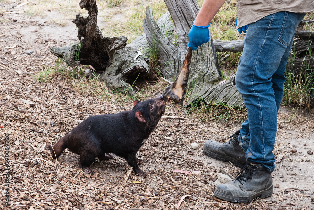 Animal keeper feed Tasmanian devil at sanctuary Stock Photo | Adobe Stock