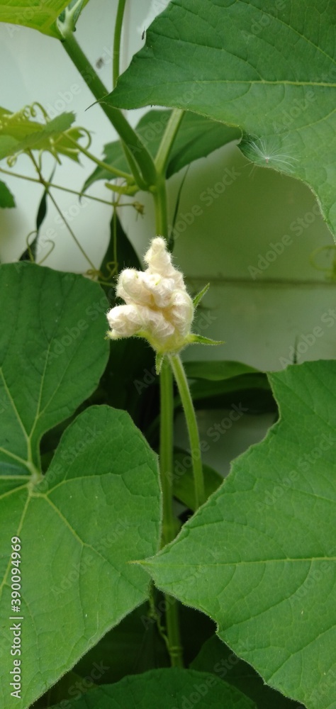 Bud of passion fruit flower. Passiflora foetida,wild maracuja, bush ...