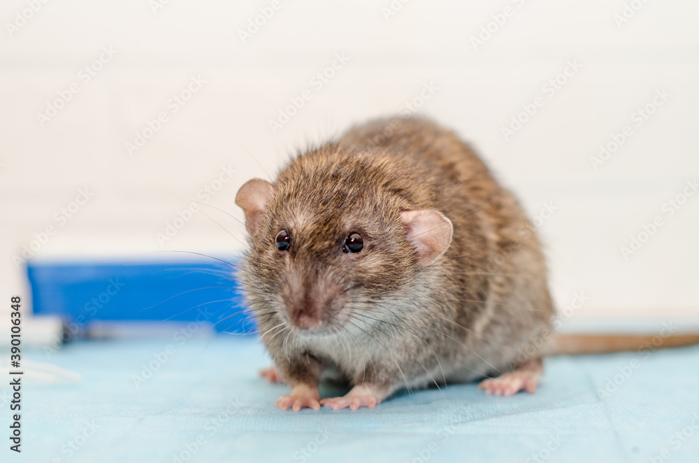 Gray rat at veterinarian doctor appointment with test tubes ...