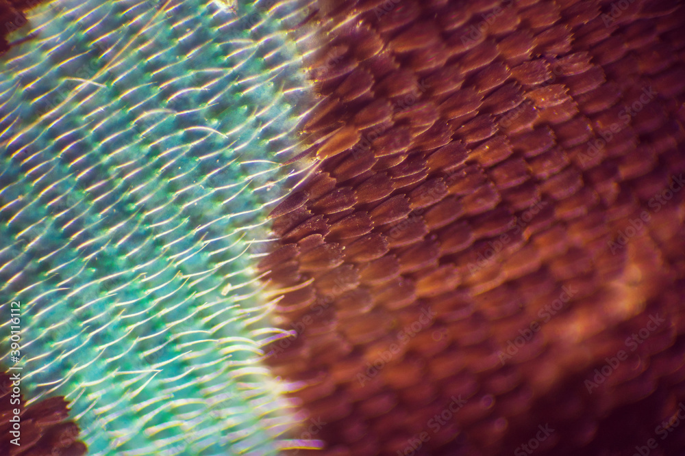 Colorful butterfly wings through a microscope Stock Photo | Adobe Stock