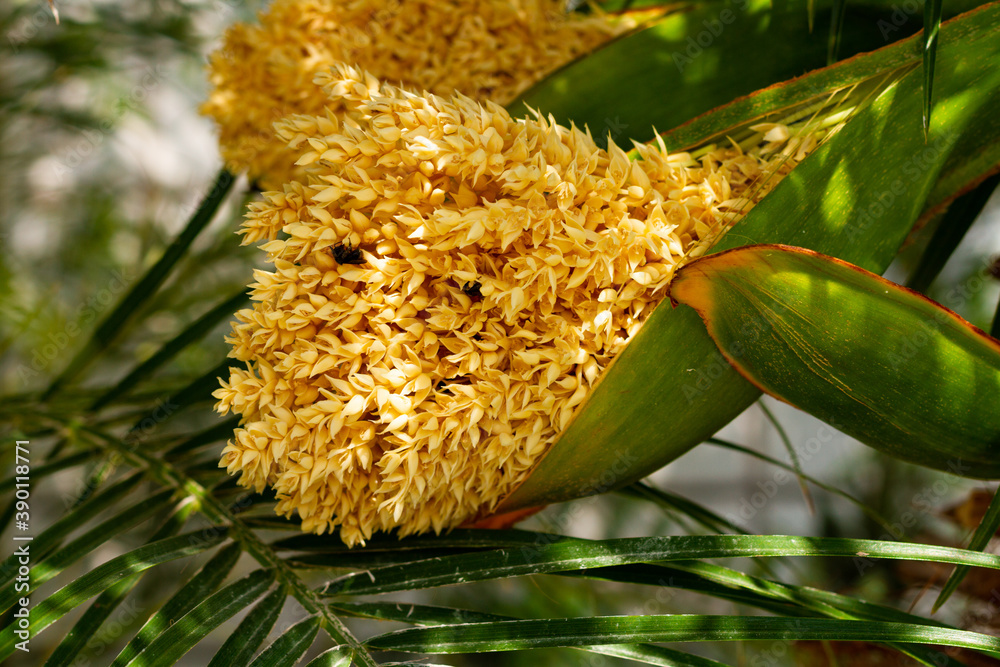 New inflorescences of a pygmy date palm tree Stock Photo | Adobe Stock
