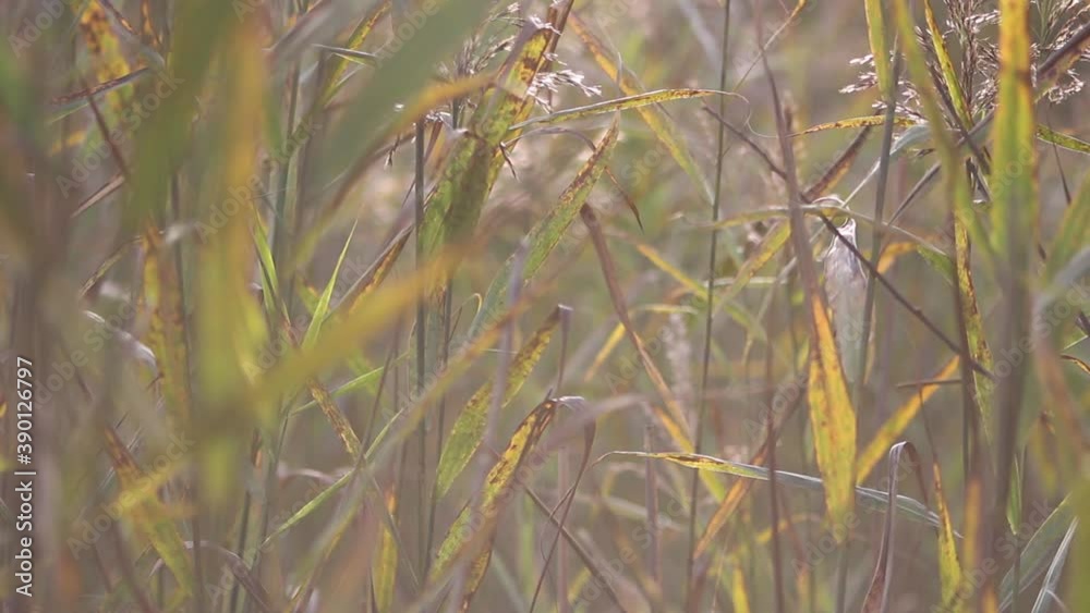 Swamp grass moves in the wind. Green plants growing in swamps. Yellow ...