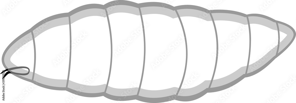 White larva of fruit fly (Drosophila melanogaster) isolated on white ...