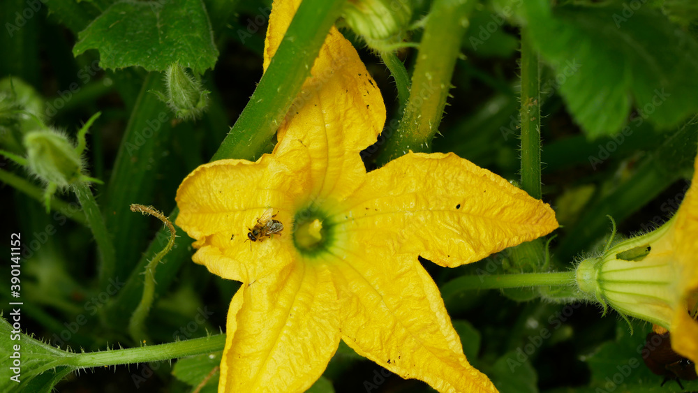 Field pattypan flower blossom squash patty pan Cucurbita pepo ...