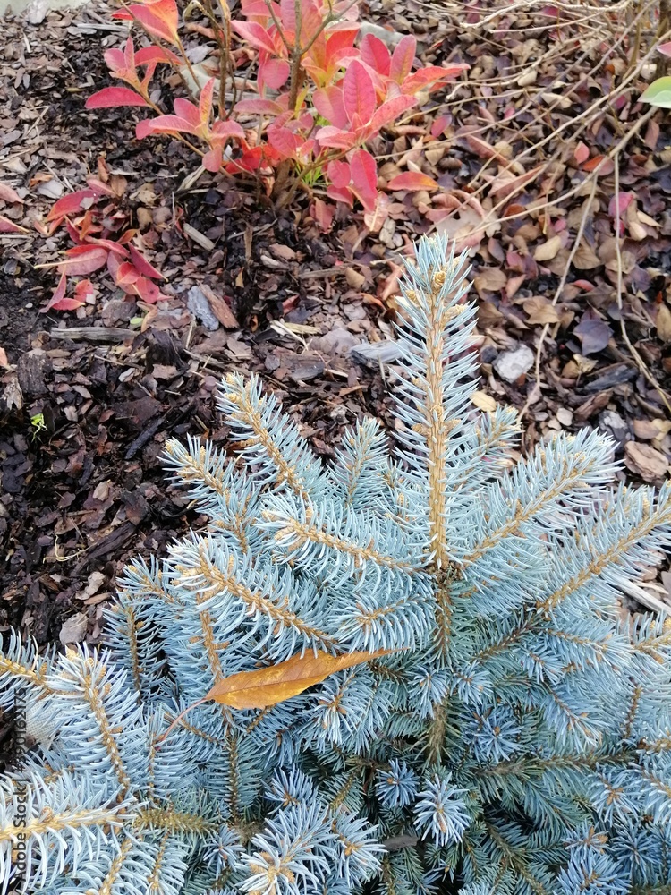 blue Picea pungens Glauca Globosa and other coniferous plants on a ...