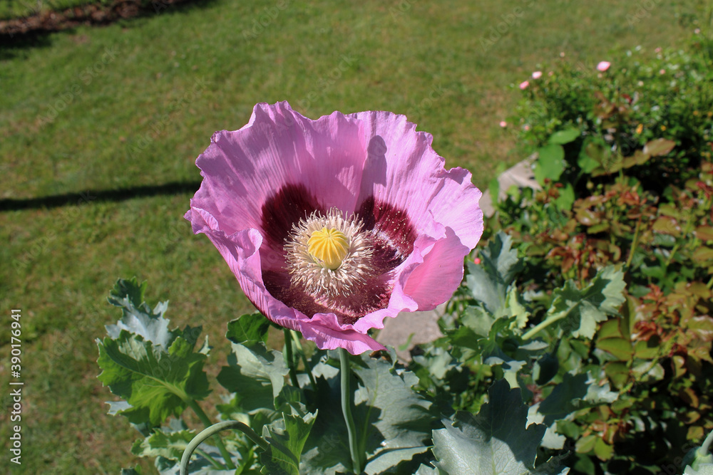 Lila Mohnblume Stock Photo | Adobe Stock