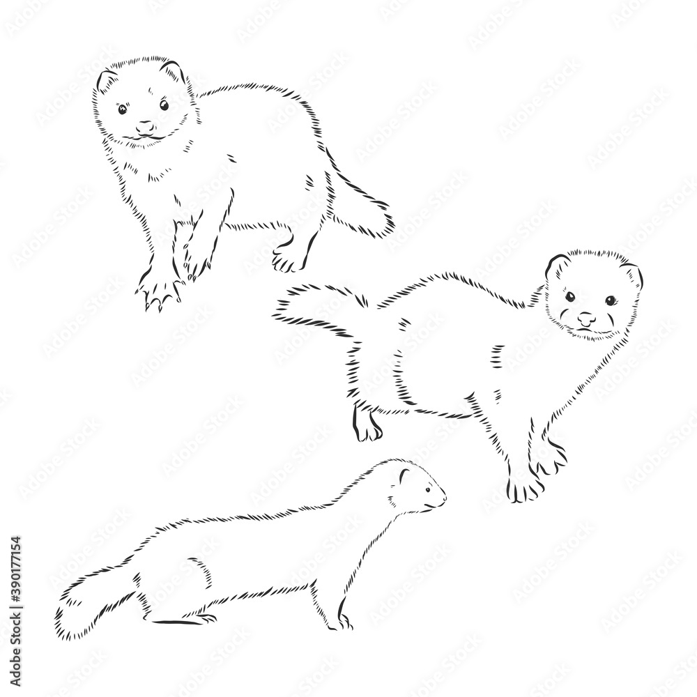 Weasel outline illustration. mink animal vector sketch illustration ...