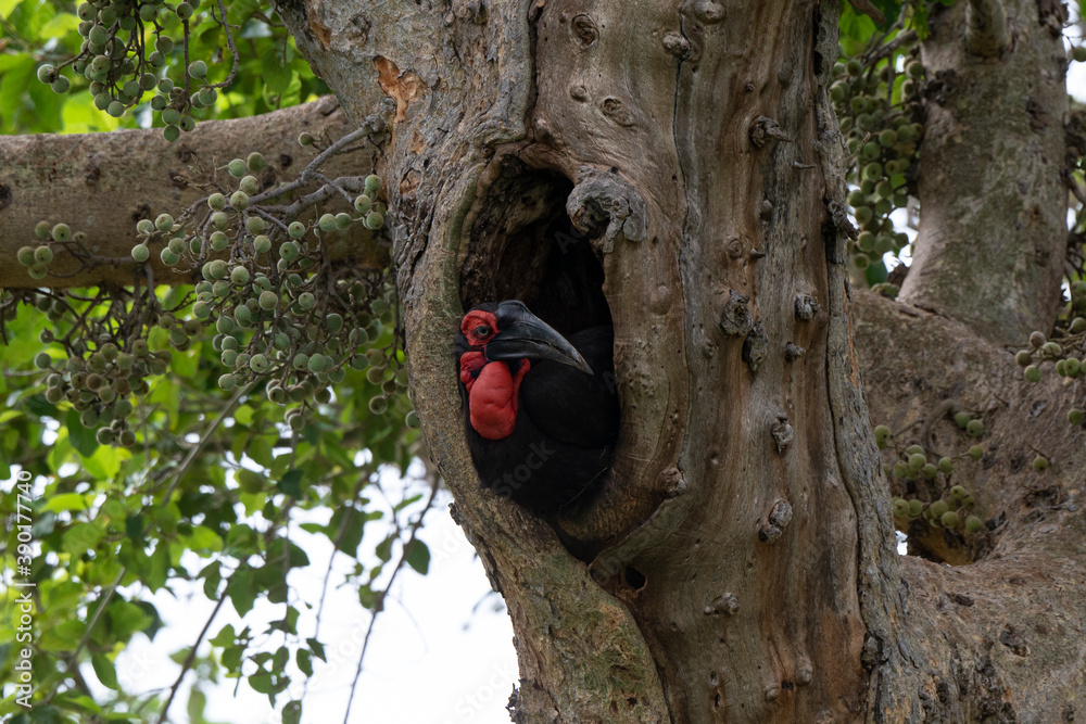Bucorve du Sud, Grand calao terrestre, Nid, Bucorvus leadbeateri ...