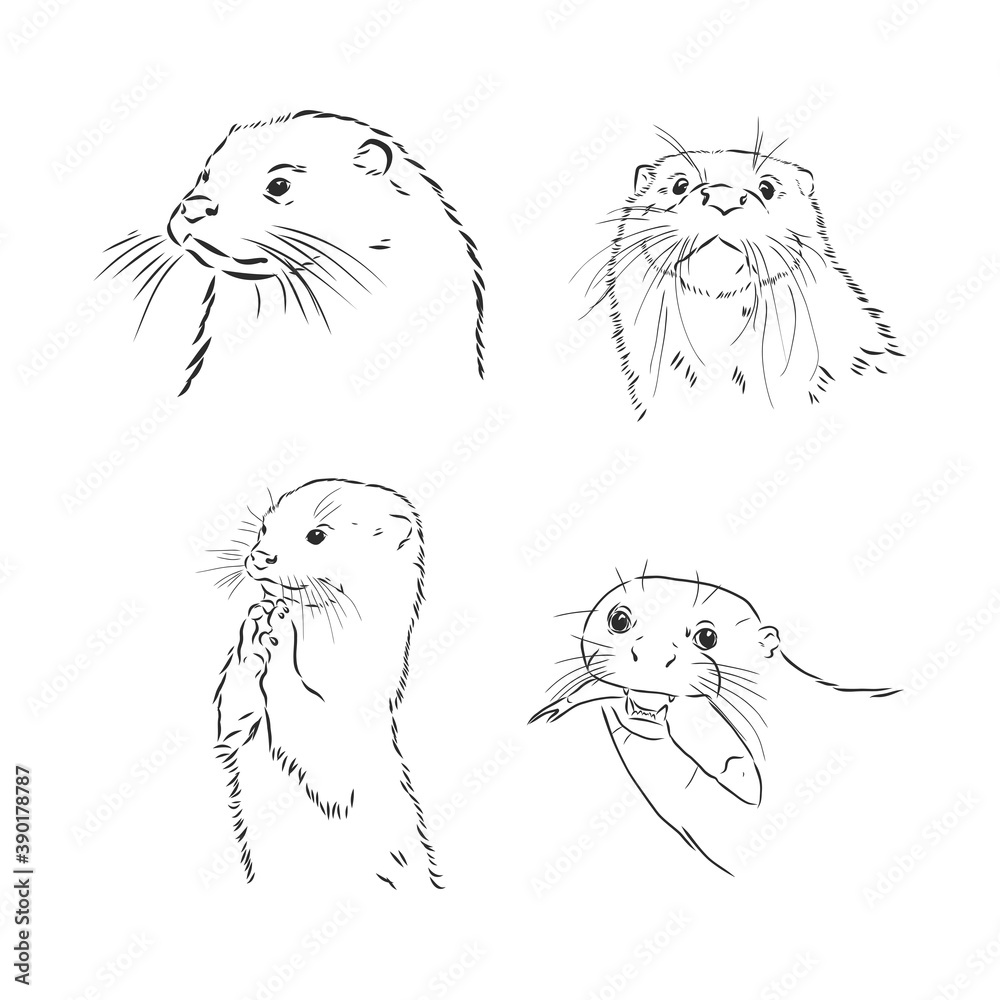Hand drawn sketch of a smooth coated otter or aonyx cinerea or asian ...