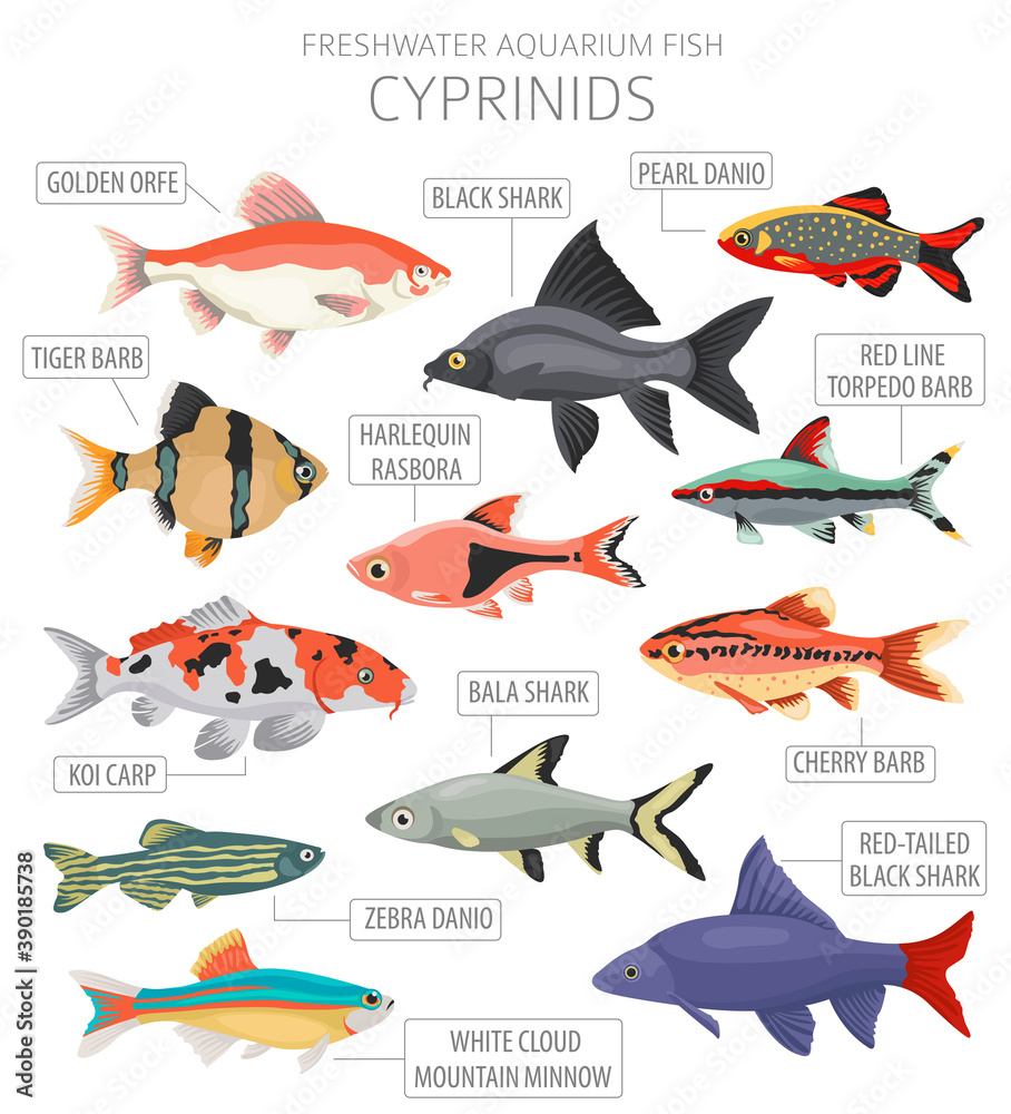 Cyprinids. Freshwater aquarium fish icon set flat style isolated on ...