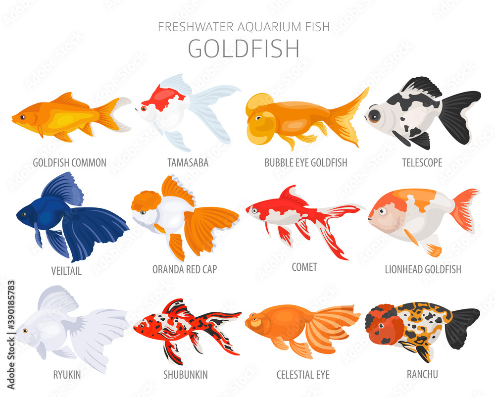 Chinese Goldfish