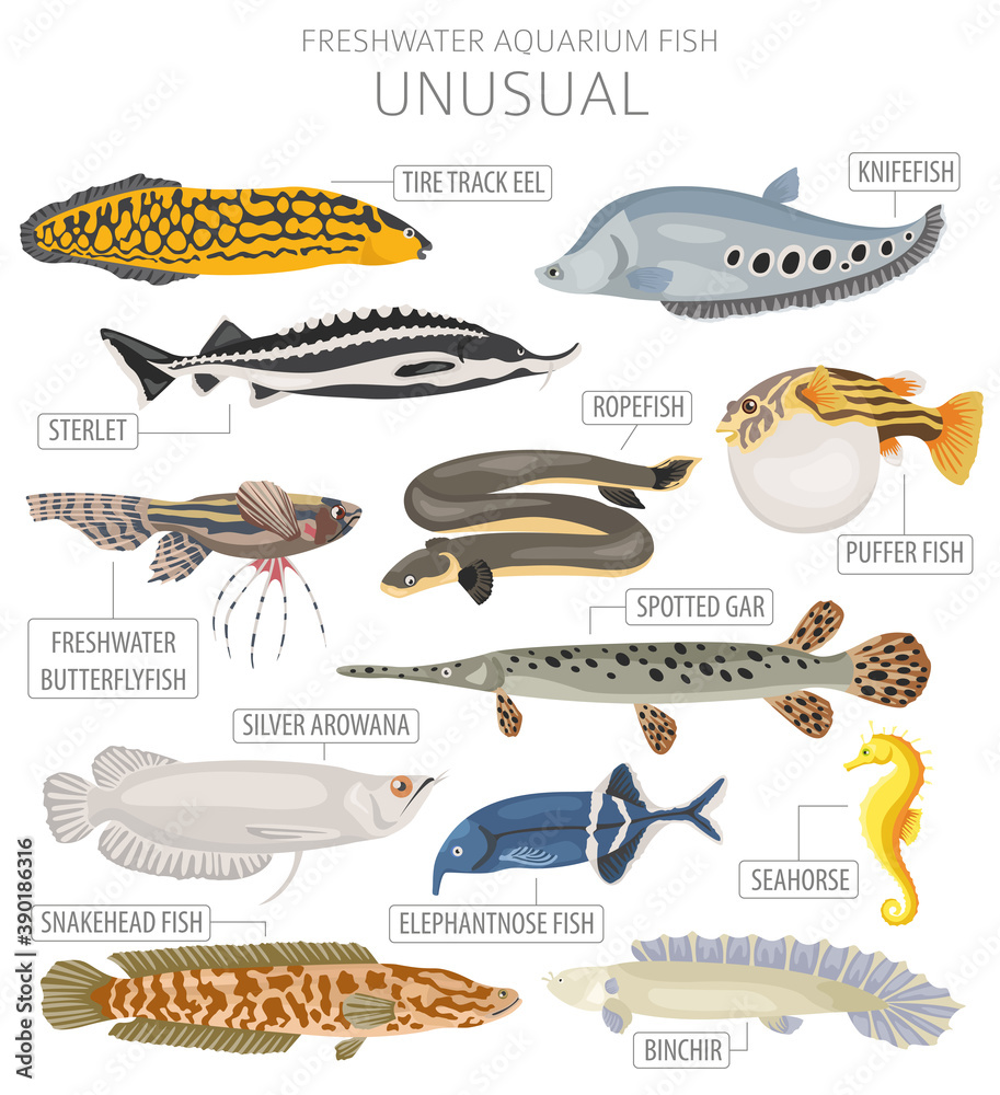Aquarium Fish Chart