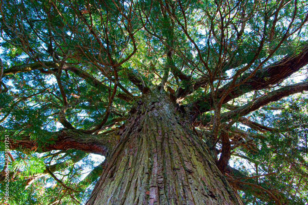 Looking up the large pine tree Stock Photo | Adobe Stock