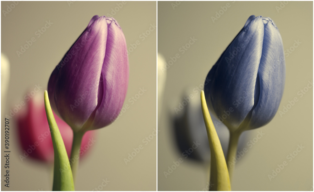 Dog's view, animal dichromacy, dichromats Stock Photo | Adobe Stock