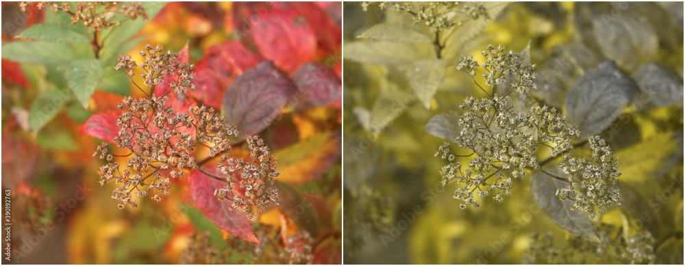 Dog's view, animal dichromacy, dichromats Stock Photo | Adobe Stock