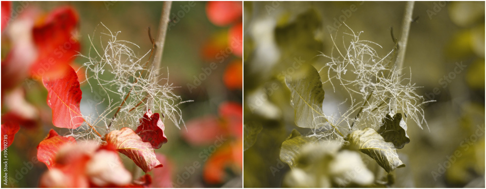 Dog's view, animal dichromacy, dichromats Stock Photo | Adobe Stock