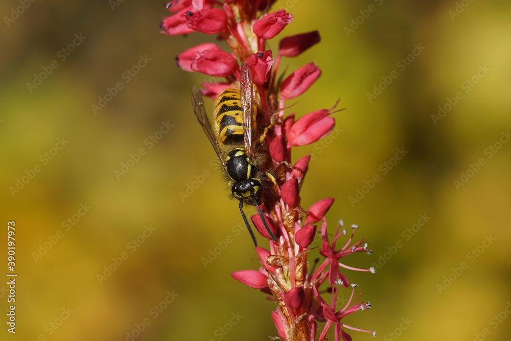 Common wasp (Vespula vulgaris) of the family Vespidae). On flowers of ...