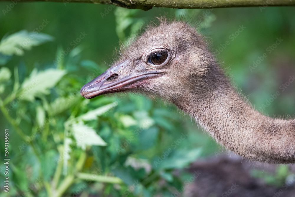 Ostrich eyes close-up. Close-up portrait of an ostrich with big Stock ...