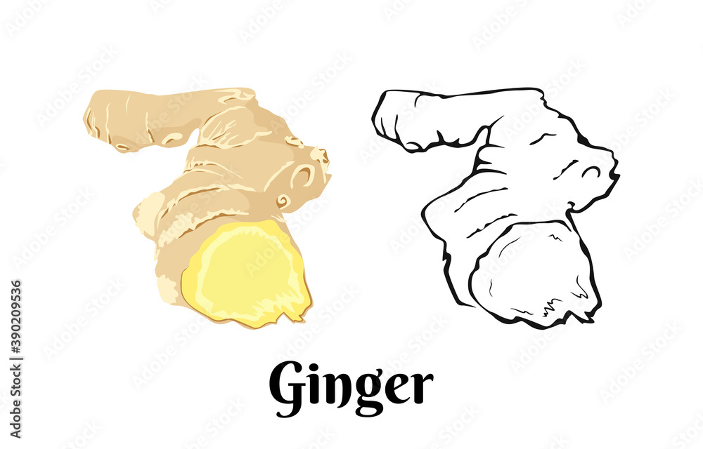 Ginger isolated on white background. Vector color illustration of cut ...