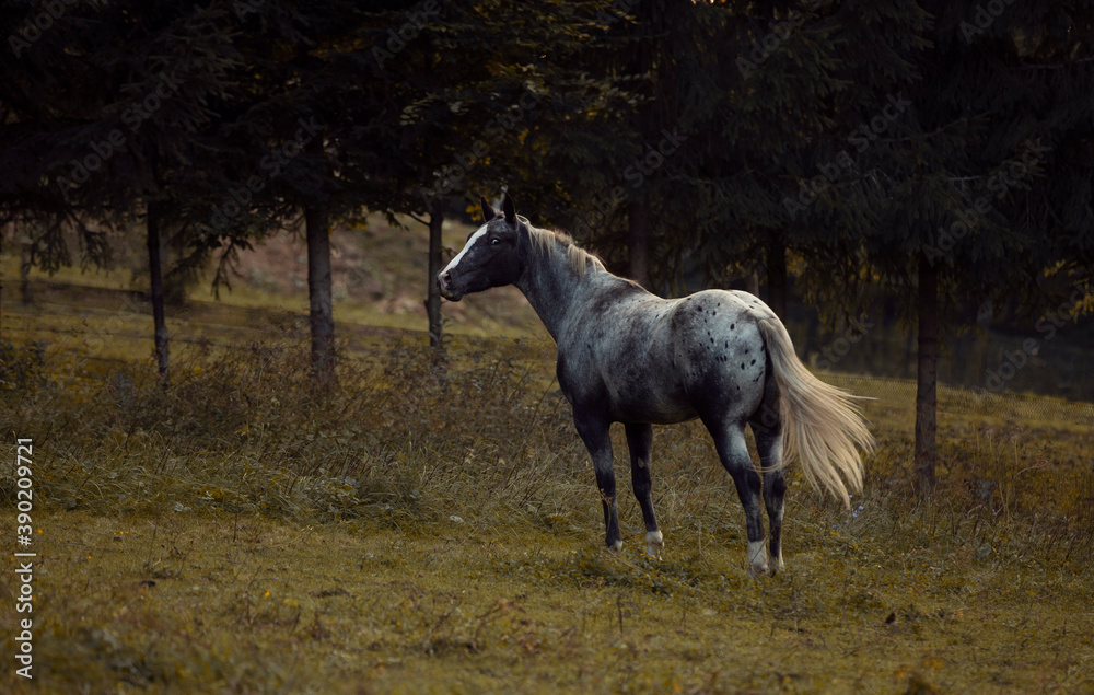 Grey Appaloosa Horse