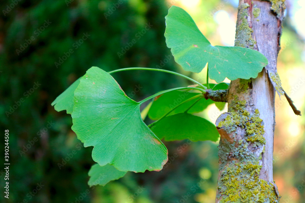 Ginkgo Biloba tree leaves and twig. Herbal medicine concept Stock Photo ...