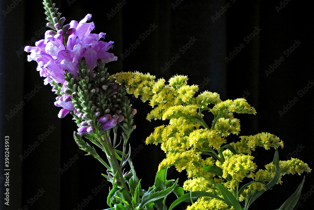 Flor Tango, Vara-dourada ( Solidago canadensis) e Flor Boca-de-leão ...
