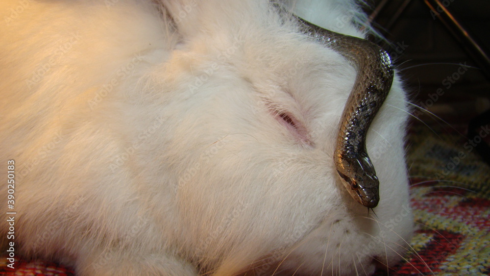 Snake. A friendly Snake with Rabbit, bunny Smooth snake (Coronella ...