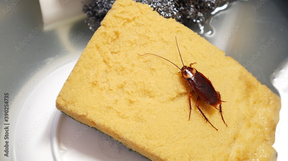 Cockroach on the sponge. Dirty animals feed on food scraps in the sink ...