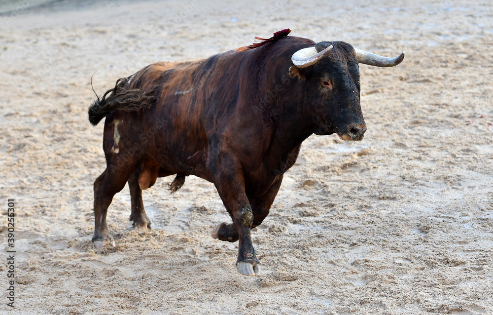 aggressive bull running on the bullring in the traditional spectacle of ...