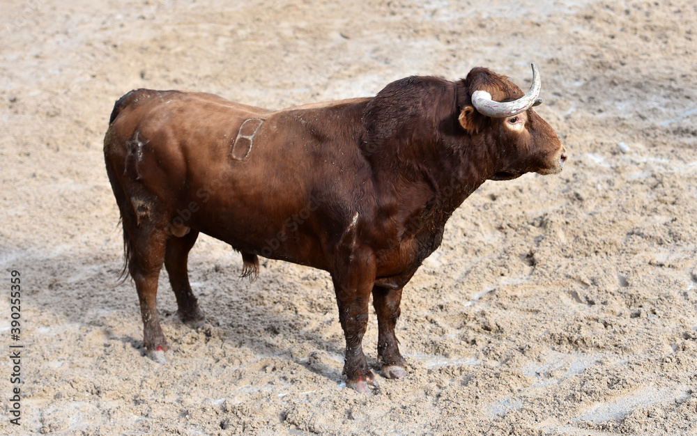 aggressive bull running on the bullring in the traditional spectacle of ...