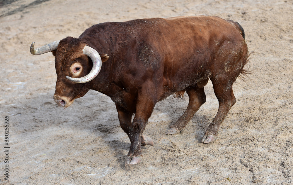 aggressive bull running on the bullring in the traditional spectacle of ...