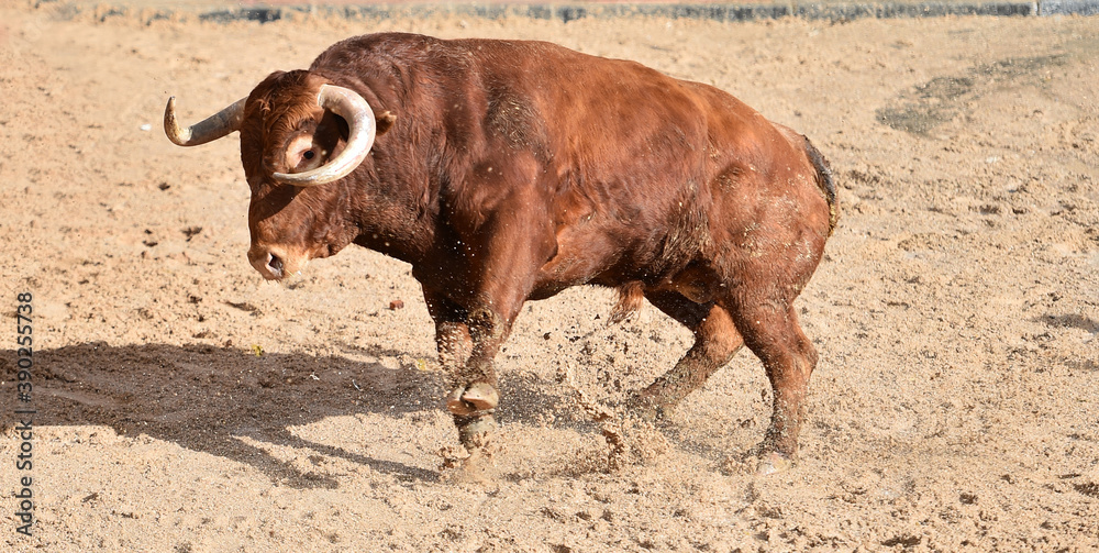 aggressive bull running on the bullring in the traditional spectacle of ...