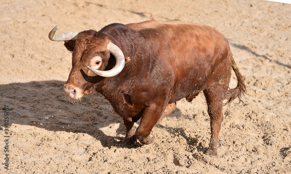 aggressive bull running on the bullring in the traditional spectacle of ...