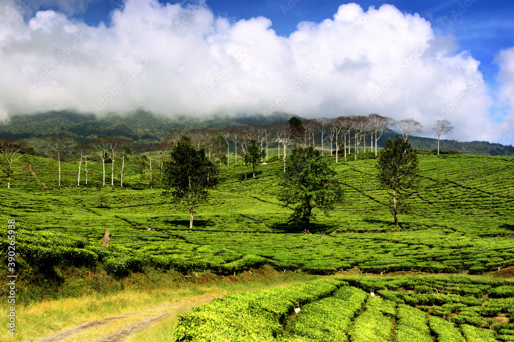 tea farm at Pagar Alam, Soth Sumatera Stock Photo | Adobe Stock