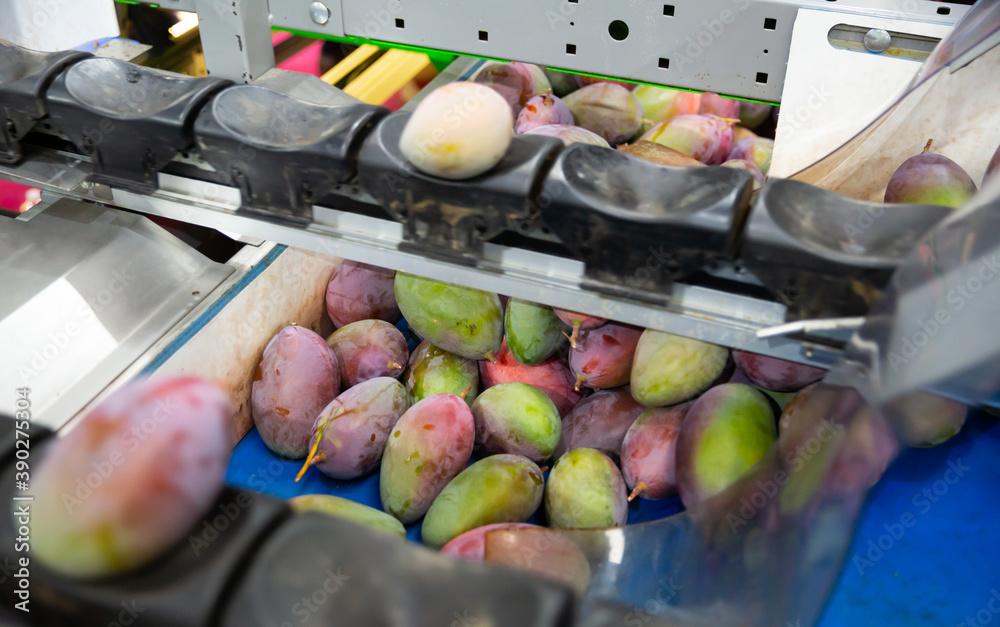 Fresh ripe mango on conveyor belt of sorting production line in fruit ...