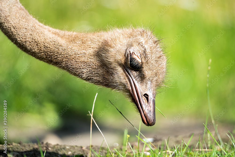 Ostrich eyes close-up. Close-up portrait of an ostrich with big Stock ...