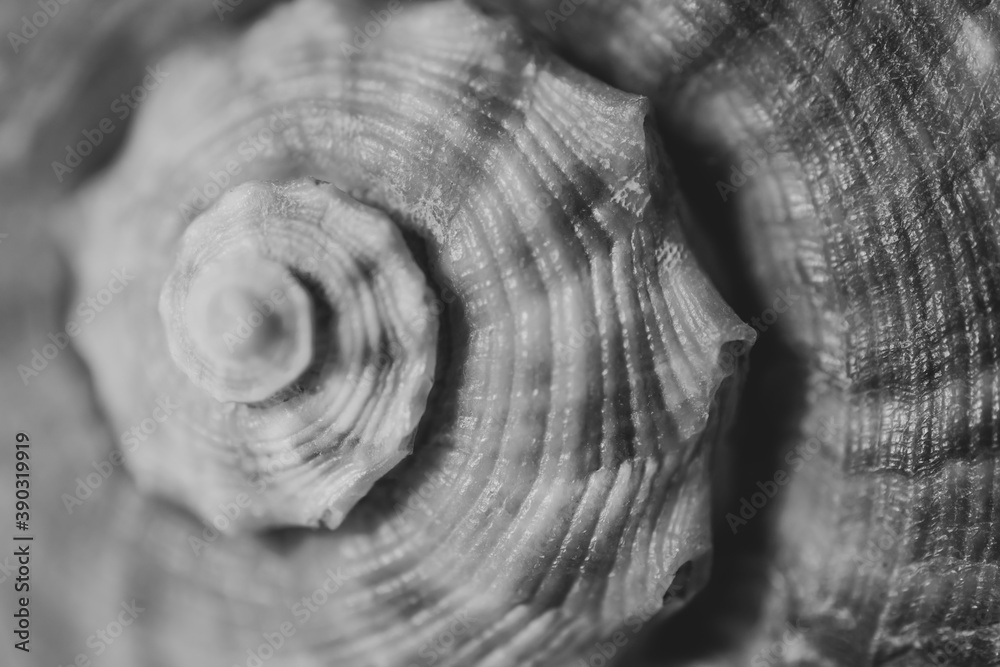 Snail Shell Texture