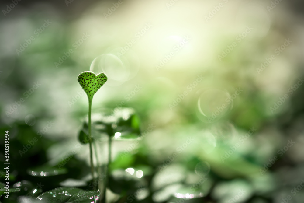 Small plants grow in nature with drops of water on their leaves. New ...