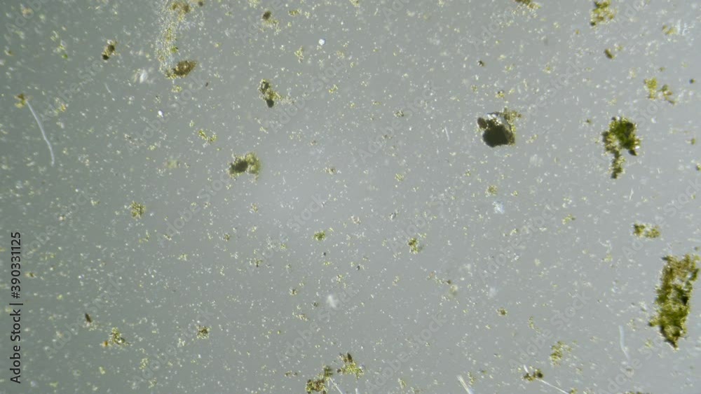 Unicellular organisms and algae under microscope magnification ...
