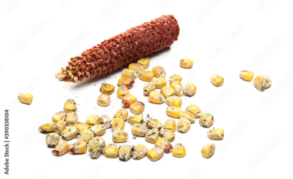 Moldy corn kernels and corncob isolated on white background, Aflatoxin ...